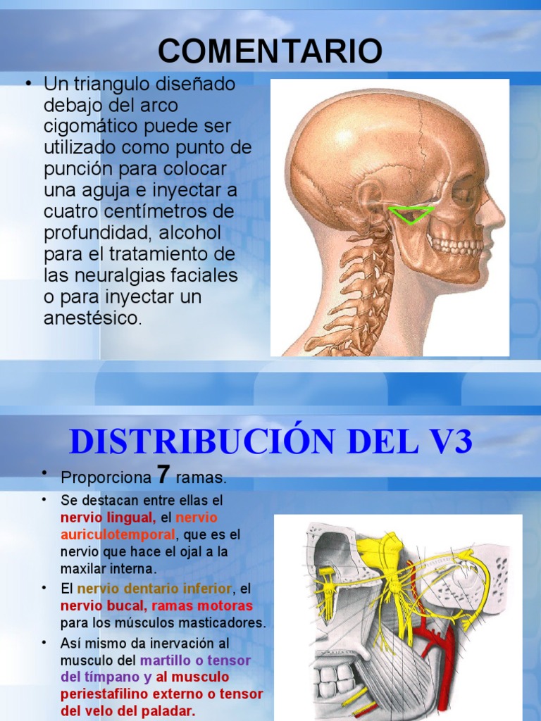 Anatomia Humana - Fosa Cigomática | PDF | Neuroanatomía | Anatomía humana