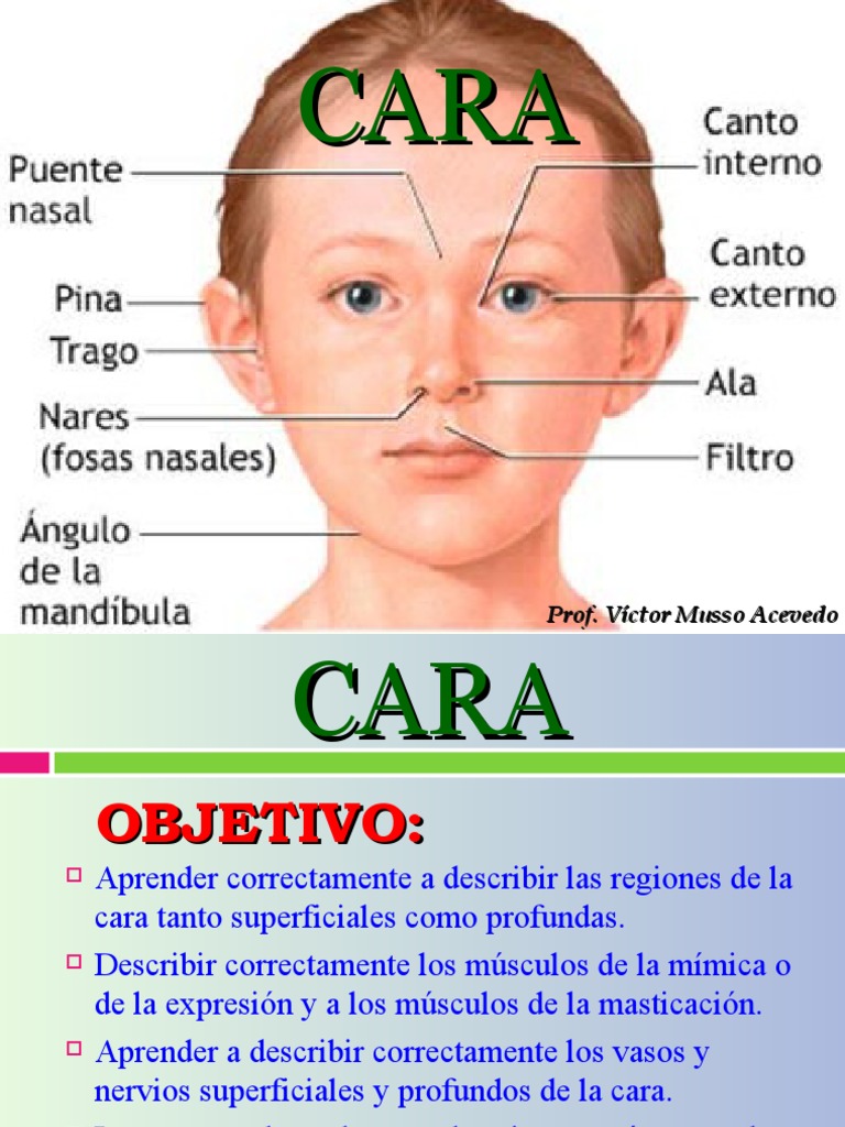 Anatomía de la Cara y sus Músculos | PDF | Anatomía | Cabeza y cuello ...