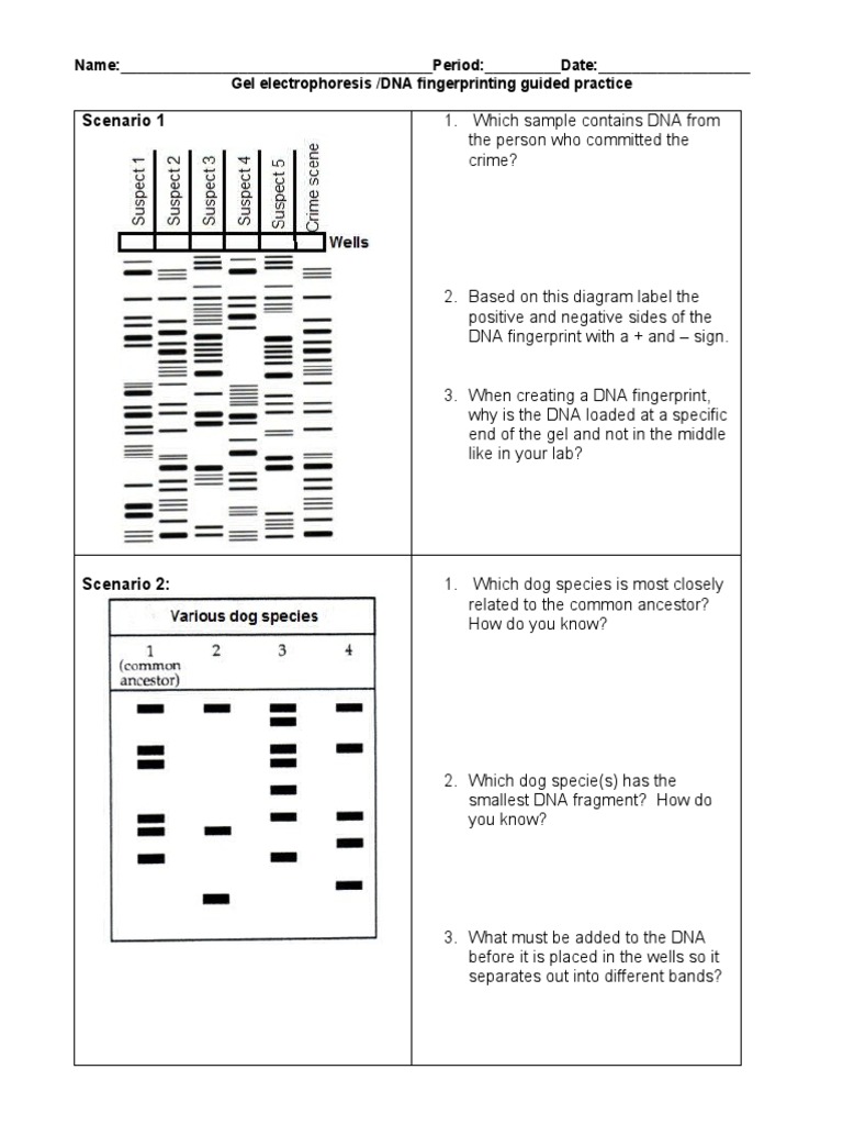 DNA Fingerprinting Guided Practice | PDF