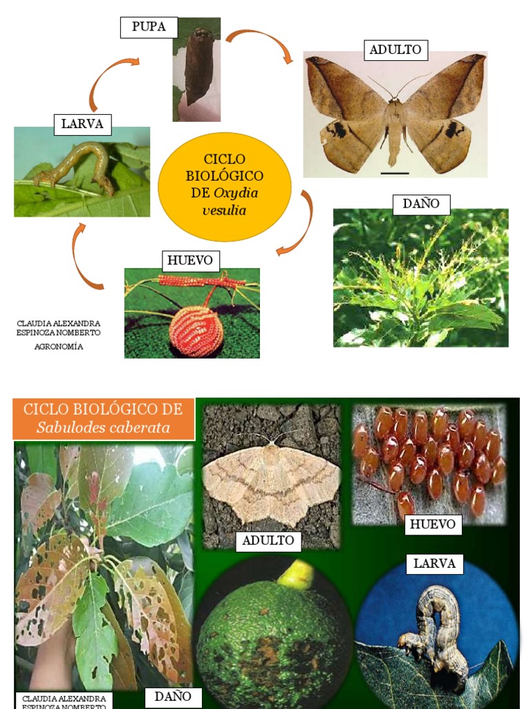Ciclos Biologicos | PDF