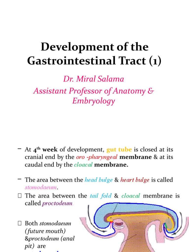 Development of Gastrointestinal Tract | PDF | Liver | Esophagus