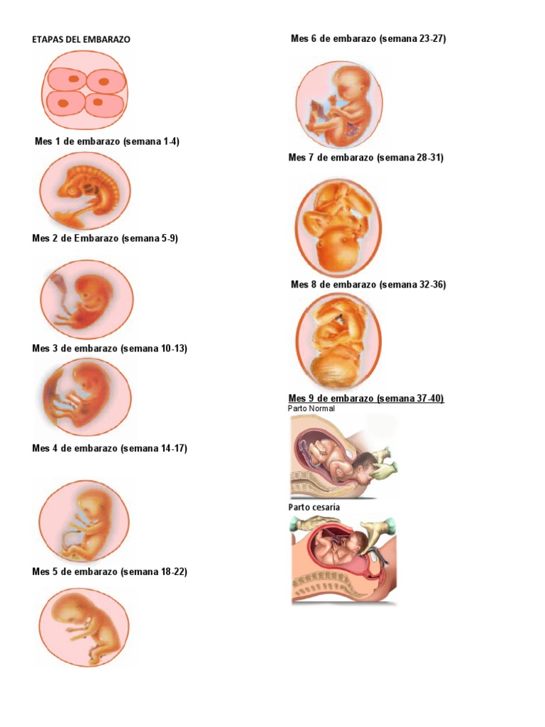 Etapas del Embarazo Mes a Mes | PDF | Salud y bienestar