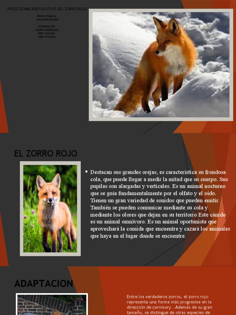 Evolución y Adaptaciones del Zorro Rojo | PDF | Evolución | Science