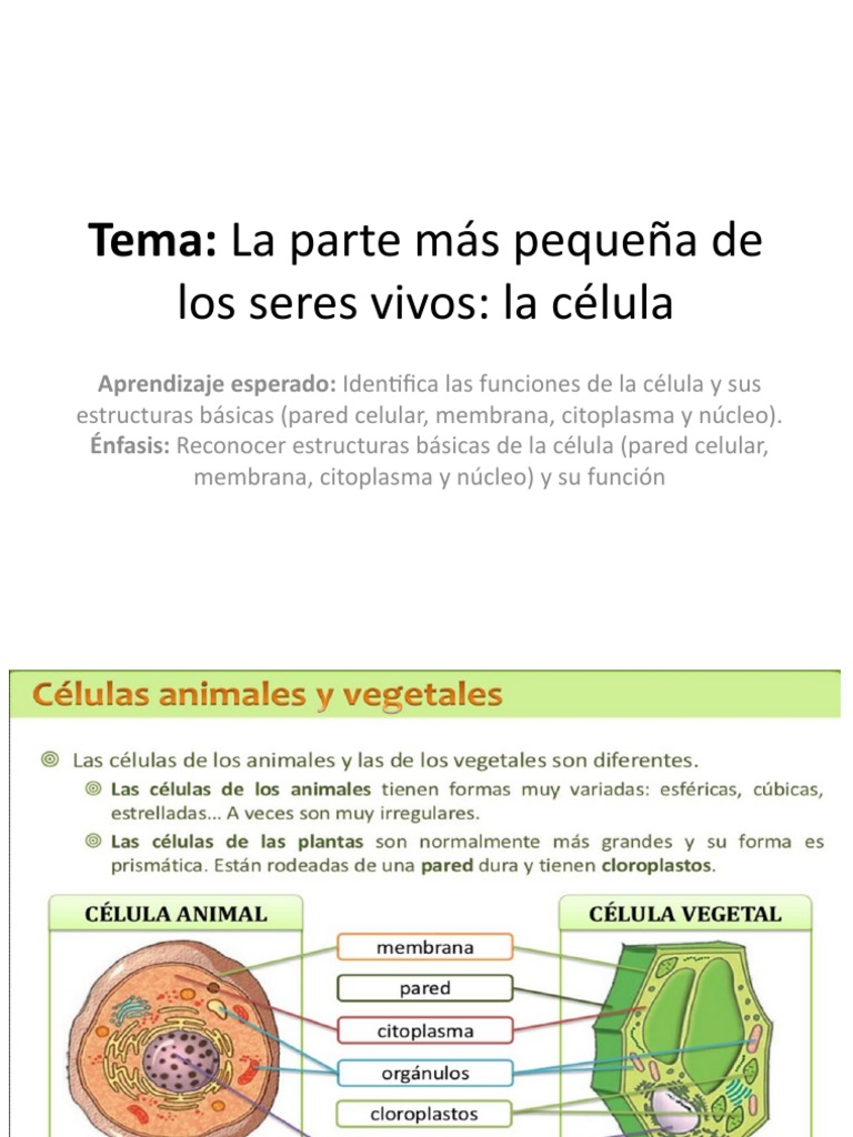 Estructuras y funciones de la célula | PDF