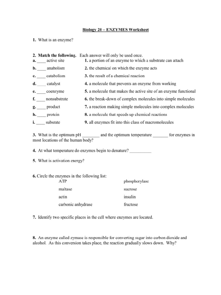 Bio Worksheet 1 | PDF
