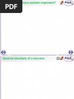 IGCSE Biology: Nervous System Overview | PDF | Synapse | Chemical Synapse