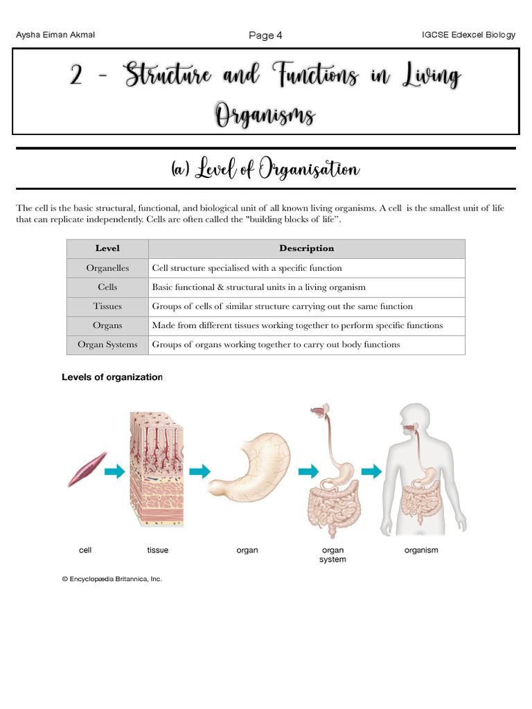 IGCSE Edexcel Biology - SECTION 2 (A) | PDF