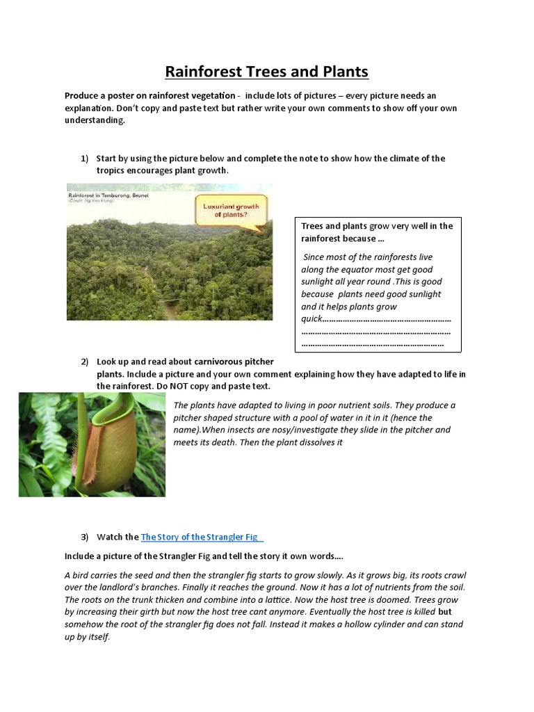 Research and Poster Task On Rainforest Vegetation | PDF | Home & Garden