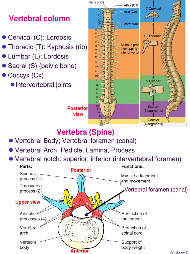 Bone Vertebrae | PDF | Vertebra | Vertebral Column