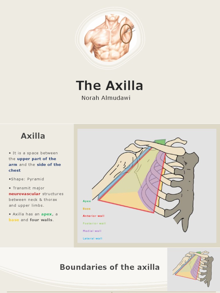 The Axilla: Norah Almudawi | PDF | Arm | Musculoskeletal System
