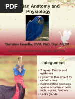 Osteology of The Goat | PDF | Vertebra | Vertebral Column