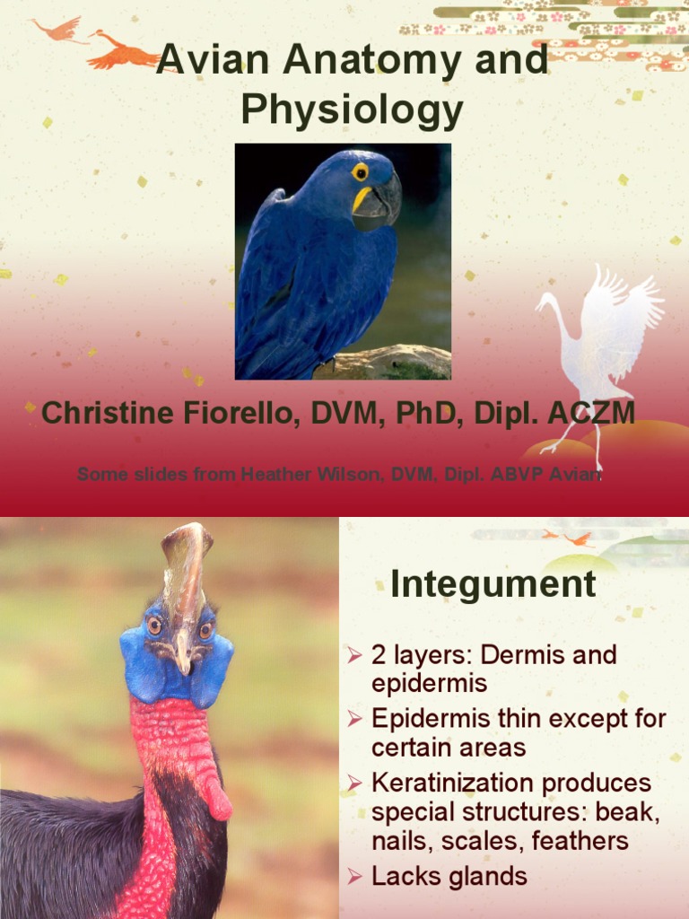 Avian Anatomy and Physiology: Christine Fiorello, DVM, PHD, Dipl. Aczm ...