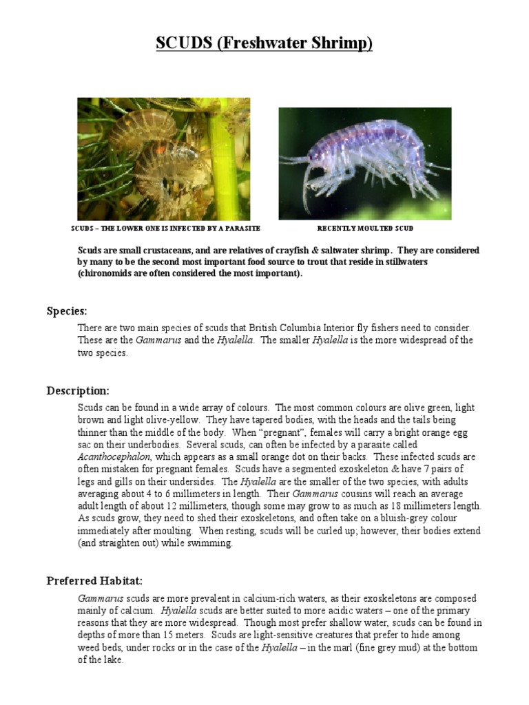 SCUDS (Freshwater Shrimp) : Species | PDF | Shrimp | Nature