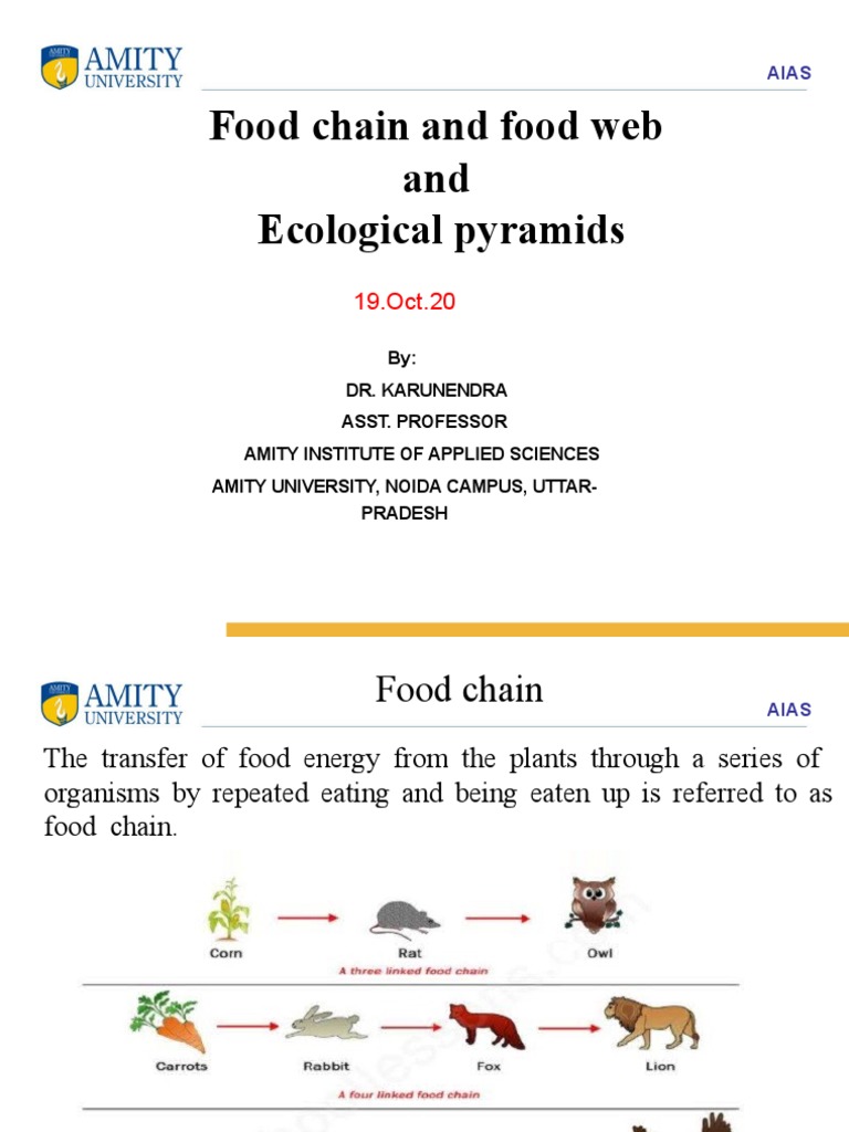 Food Chain and Food Web and Ecological Pyramids | PDF | Food Web ...