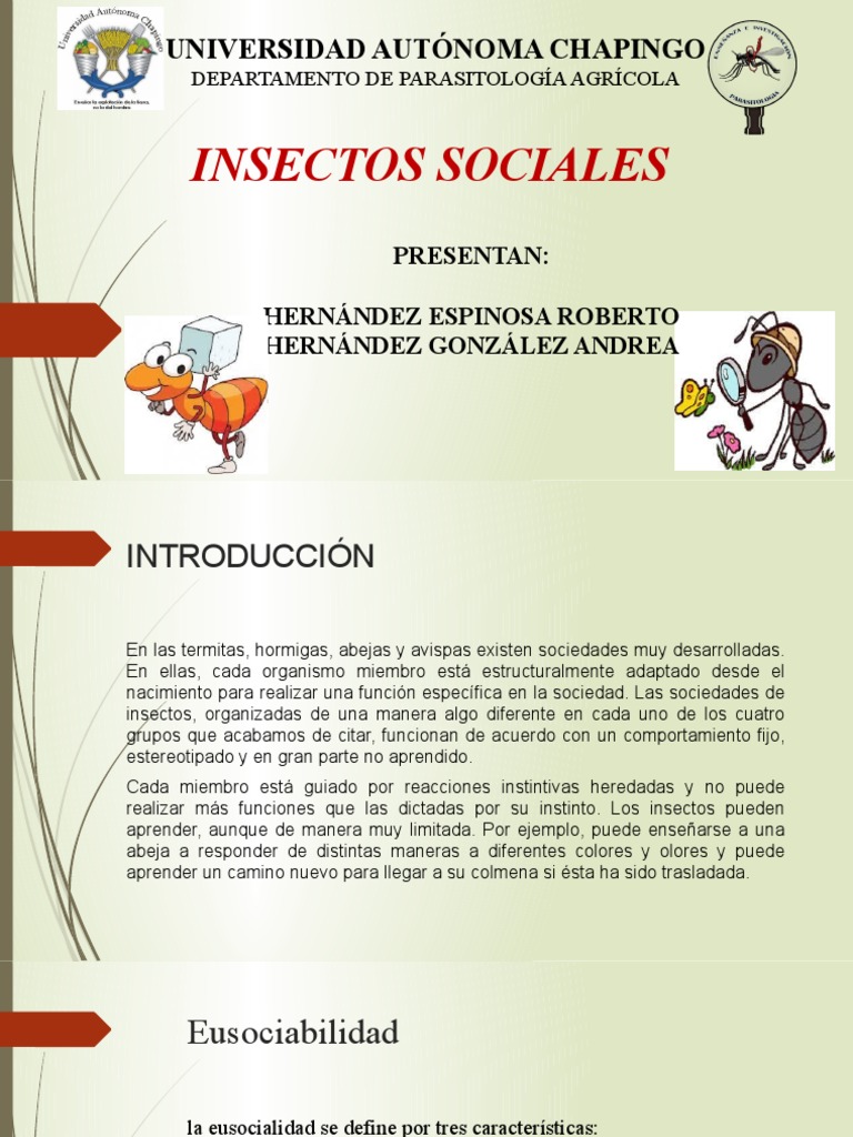 Eusocialidad en Insectos Sociales | PDF | Eusocialidad | Hormiga