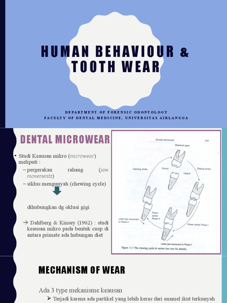 Human Behavior Tooth Wear | PDF