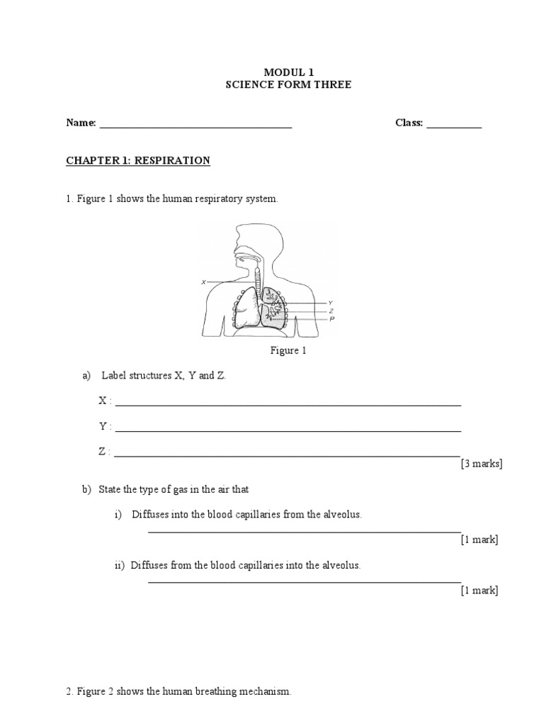 Chap 1 Respiration | PDF | Respiratory System | Animal Physiology
