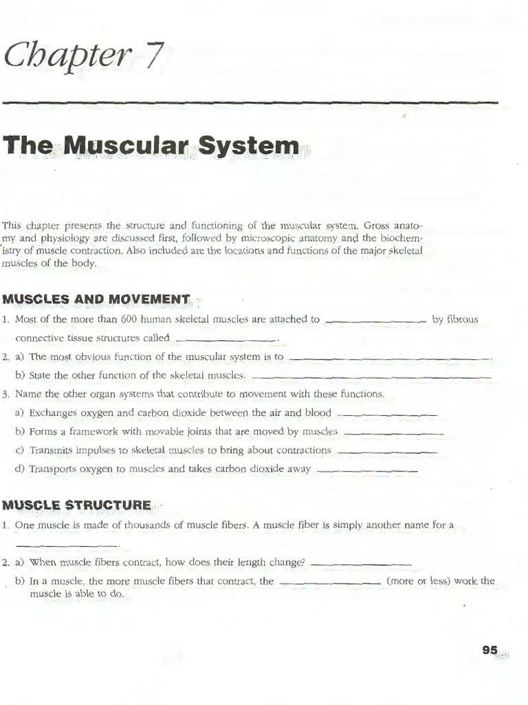 Overview of the Muscular System | PDF | Muscle | Skeletal Muscle
