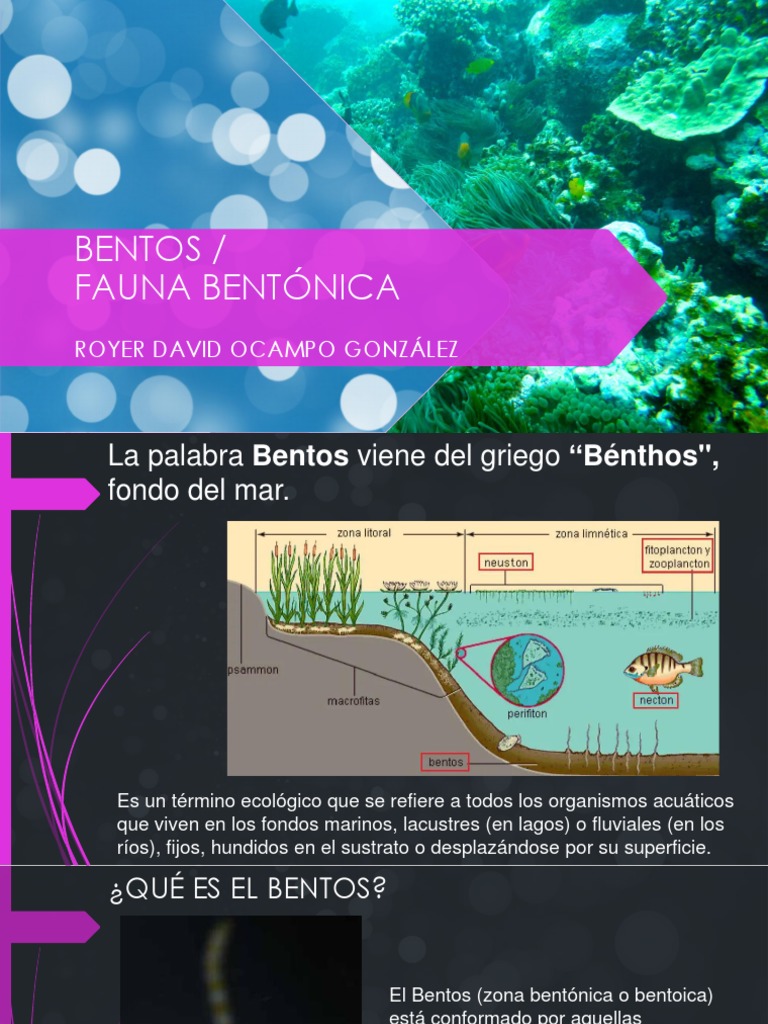 Bentos - Fauna Bentónica | PDF | Arrecife de coral | Ecología de sistemas