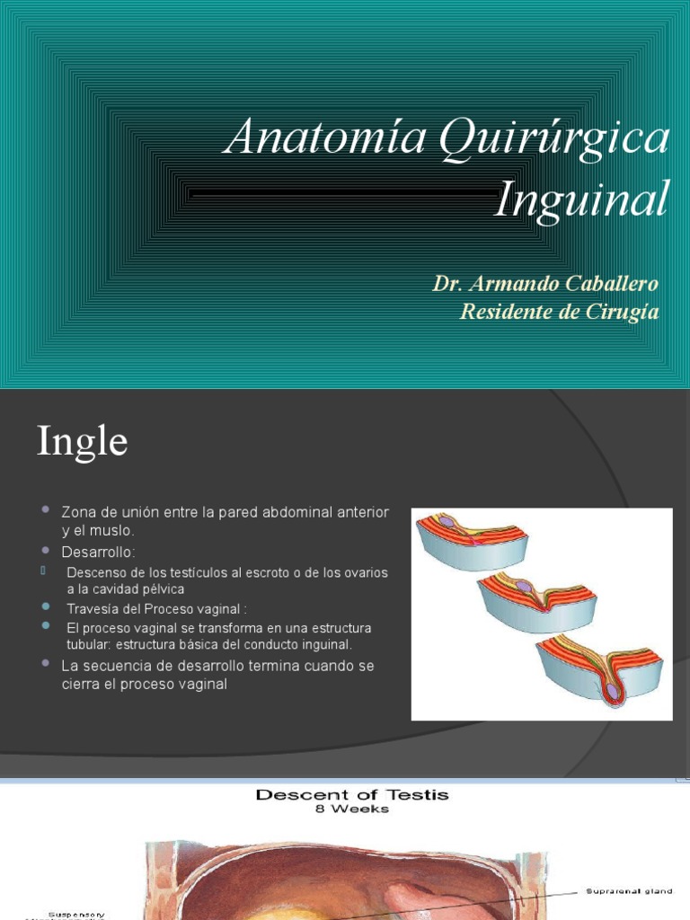 Anatomía Quirúrgica Inguinal | PDF | Abdomen | Anatomía humana