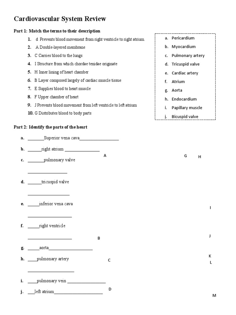 Cardiovascular System Review Worksheet | PDF | Atrium (Heart) | Heart