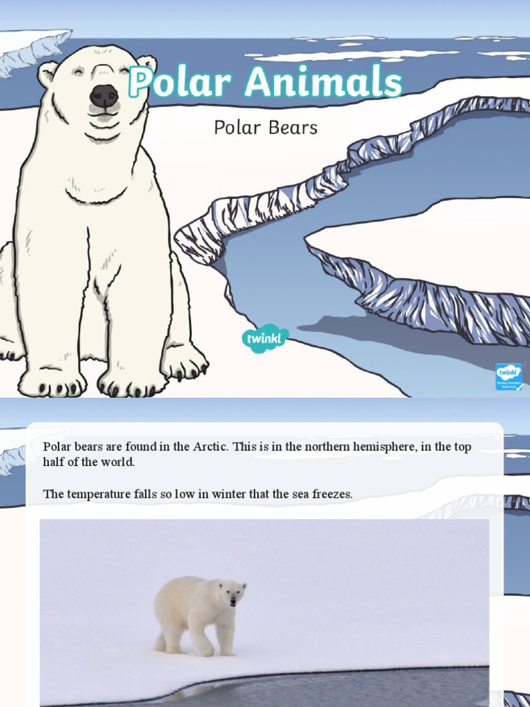 T G 299 ks1 Polar Bear Fact File Powerpoint - Ver - 1 | PDF | Polar ...