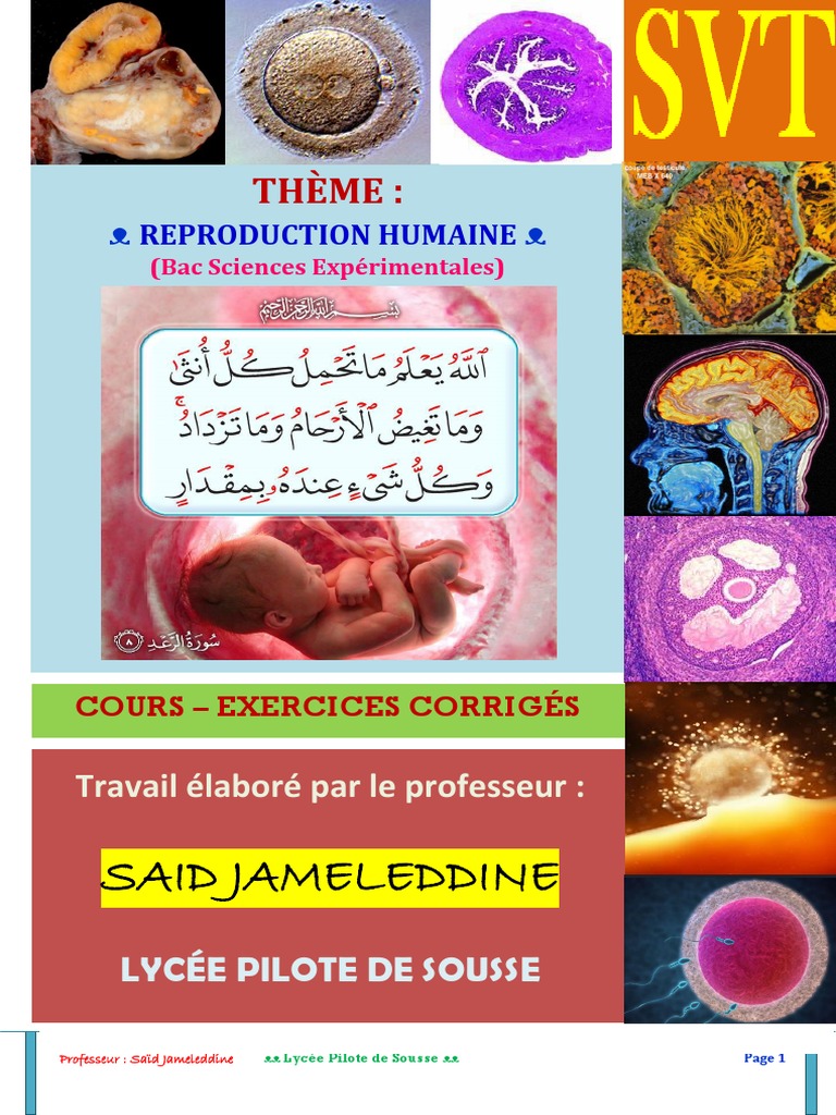 Cours Reproduction Humaine - Bac Sciences Expérimentales | PDF ...