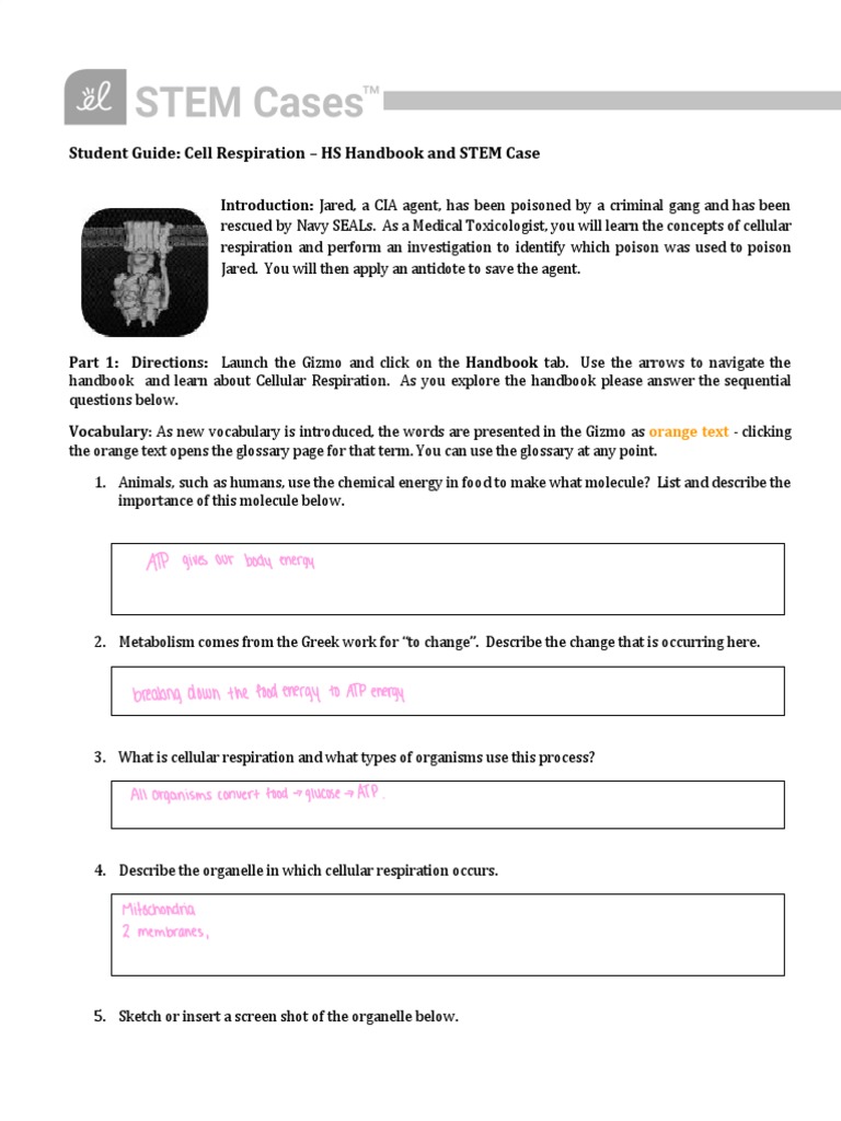 Student Guide: Cell Respiration - HS Handbook and STEM Case: ATP Our | PDF