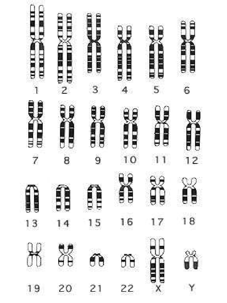 Karyotyping Reference Sheet | PDF