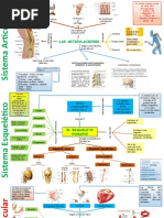 Mapa Conceptual-Sistema Inmune | PDF