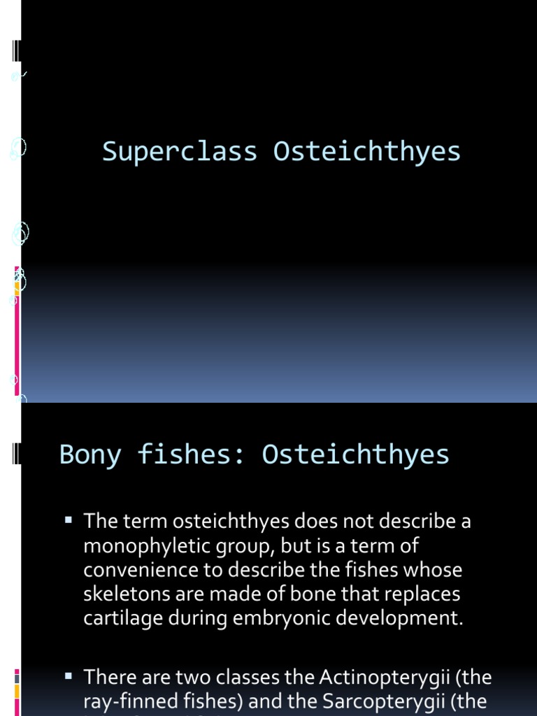 Bony Fishes: Characteristics of the Superclass Osteichthyes | PDF ...
