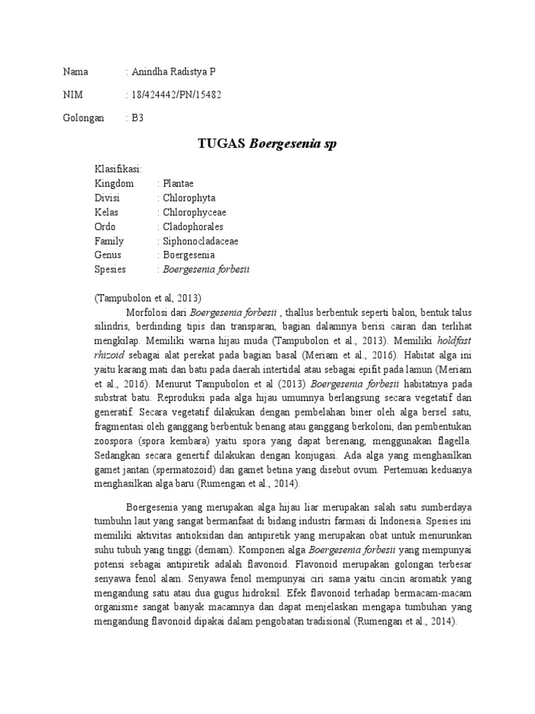 Boergesenia: Alga Hijau Berkhasiat | PDF