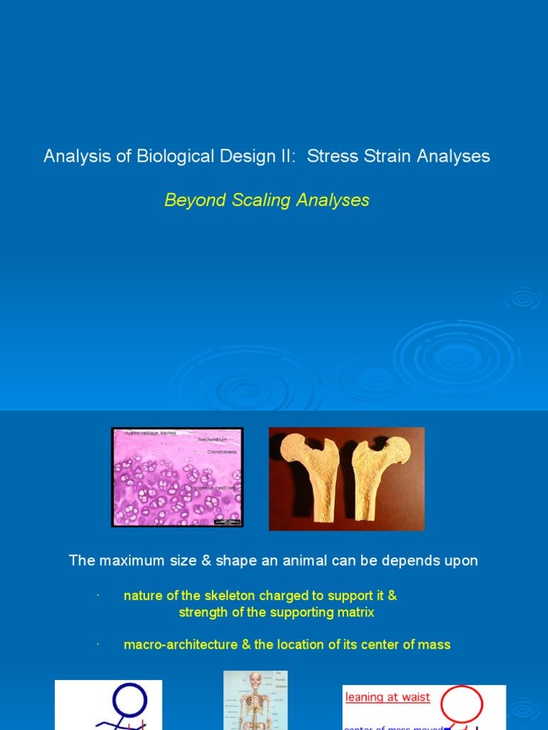 Biological Design II | PDF | Osteoblast | Bone