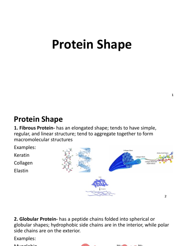 Protein Shape and Protein Purification | PDF | Hemoglobin | Protein Folding