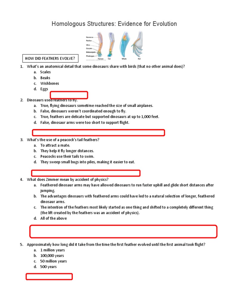 Homologous Structures in Evolution | PDF | Young Adult