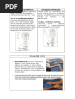 Tracto Rubroespinal | PDF | Cerebro | Neuroanatomía