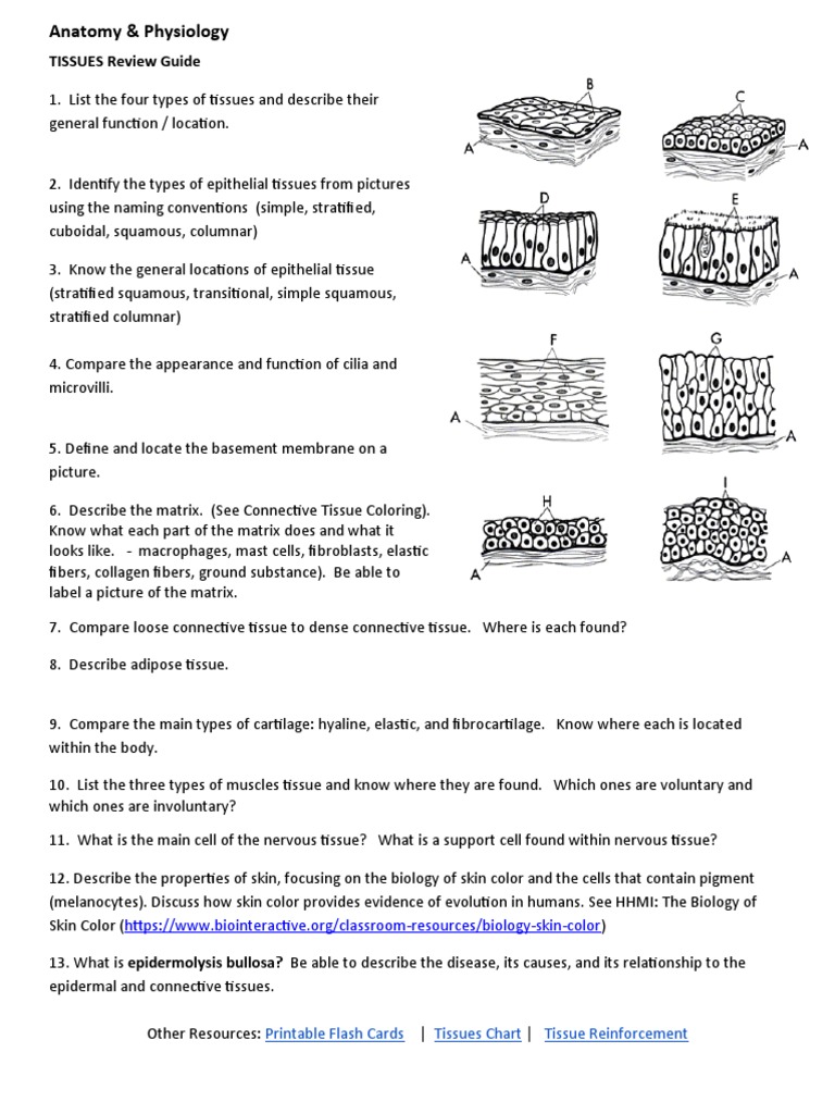 TISSUES Review Guide: Printable Flash Cards Tissues Chart Tissue ...