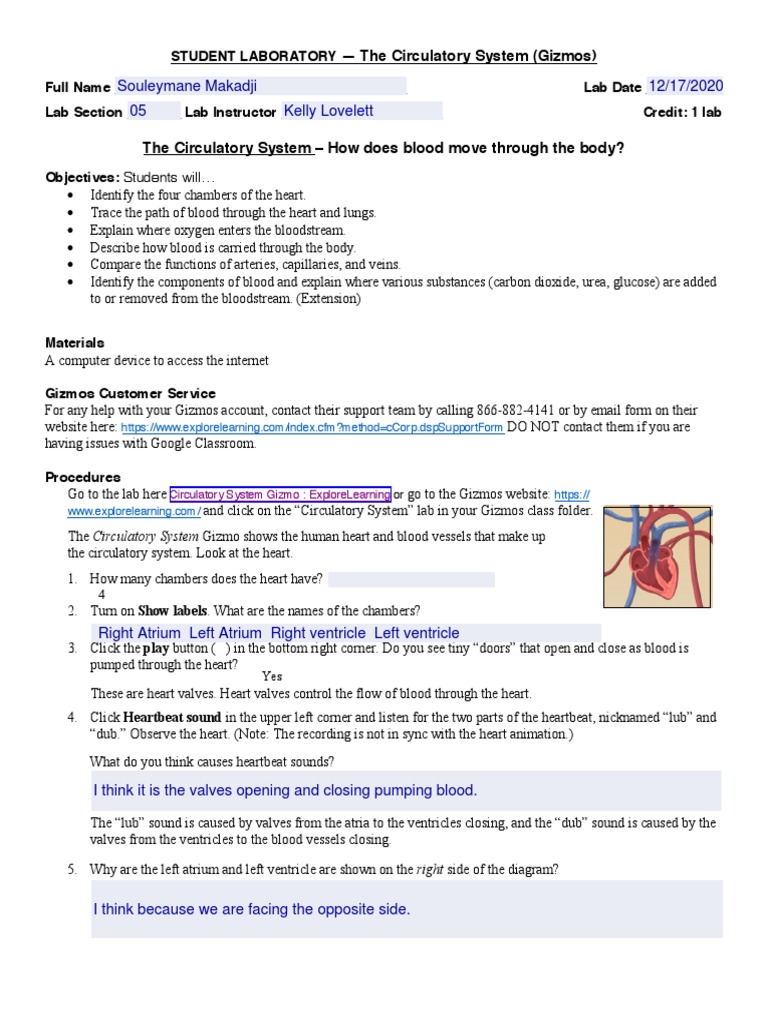 Circulatory System Gizmos Lab | PDF | Circulatory System | Blood