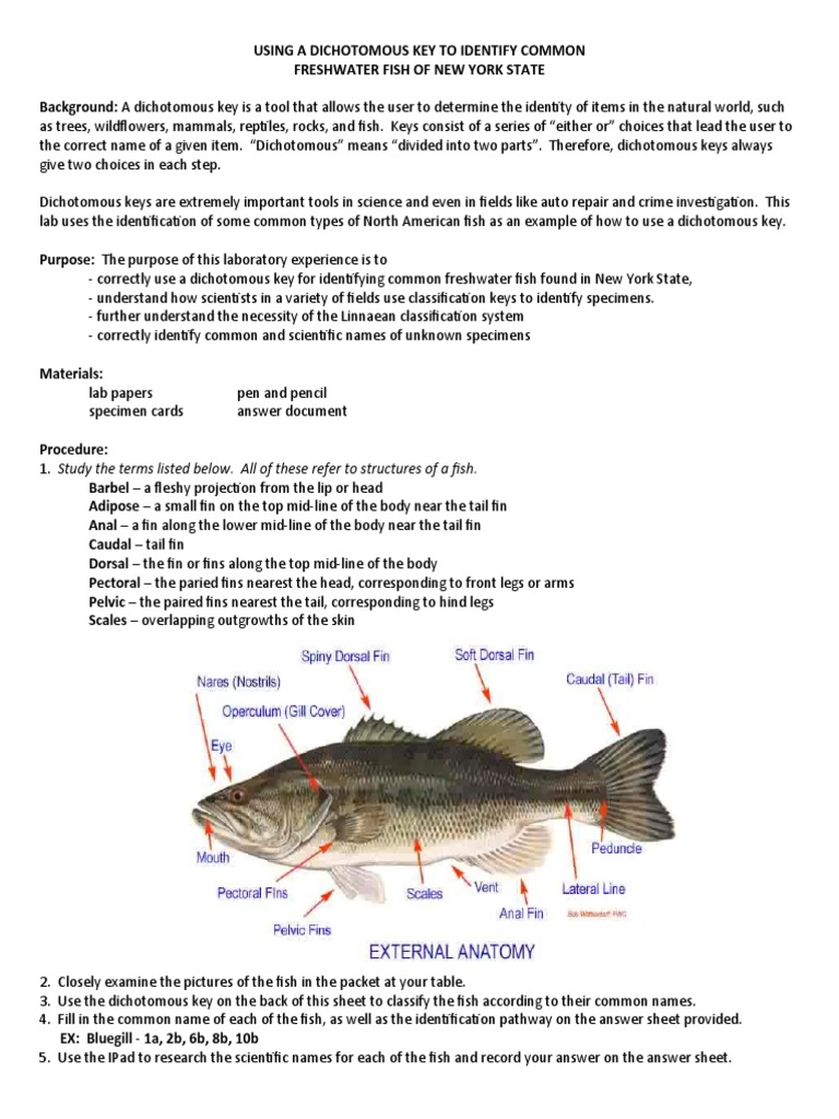 Fish Dichotomous Key From New York | PDF | Fin | Fish