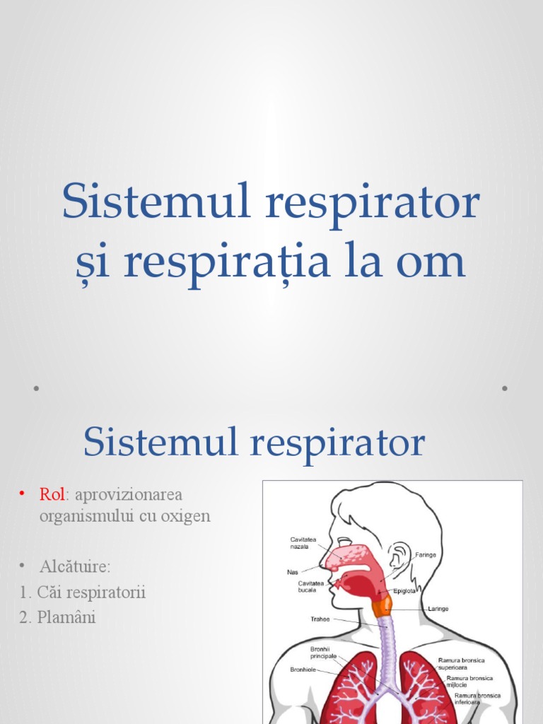 Sistemul Respirator | PDF