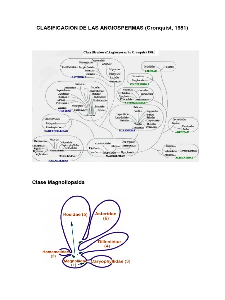 Arboles de Cronquist | PDF