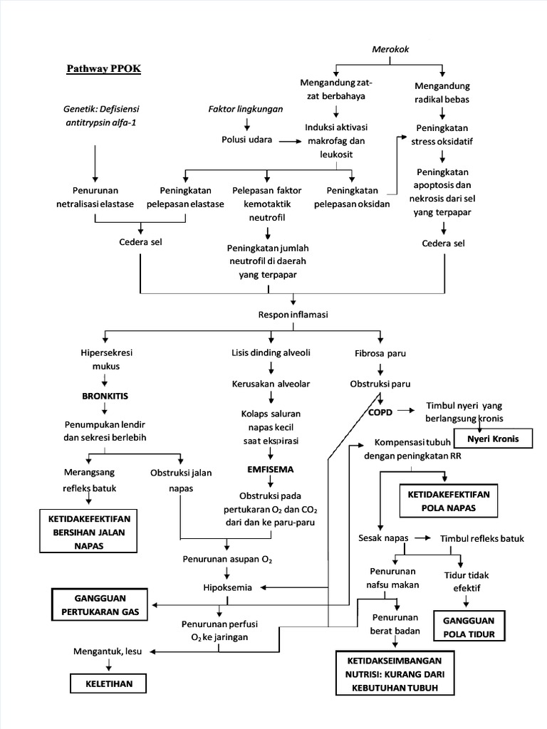 Pathway PPOK Pathway PPOK | PDF