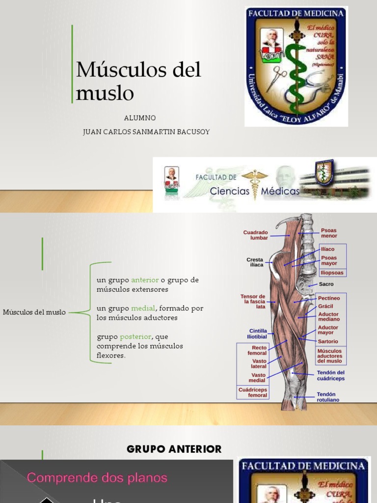 Músculos Del Muslo | PDF