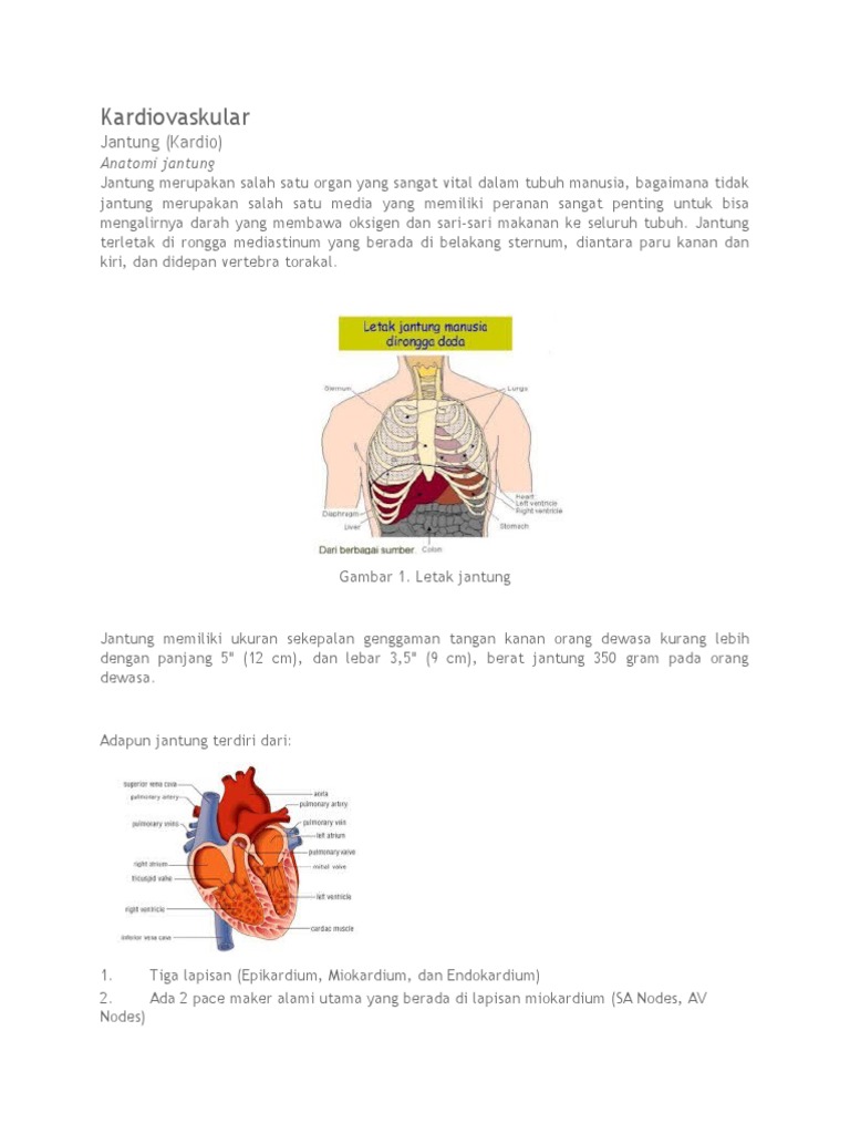 Anatomi Fisiologi Kardiovaskuler | PDF