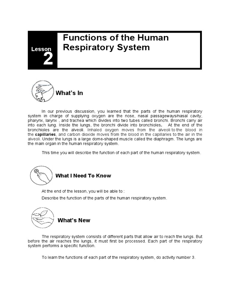 Functions of The Human Respiratory System: What's in | PDF ...