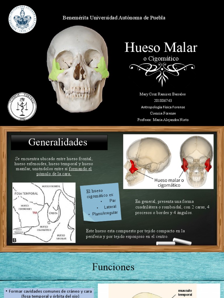 Hueso Malar | PDF | Tejido (biología) | Sistema esquelético