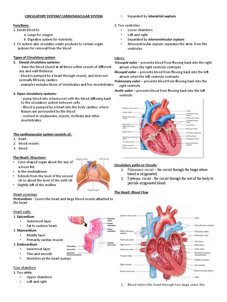 Handout 10 Circulatory System | Download Free PDF | Heart Valve | Heart