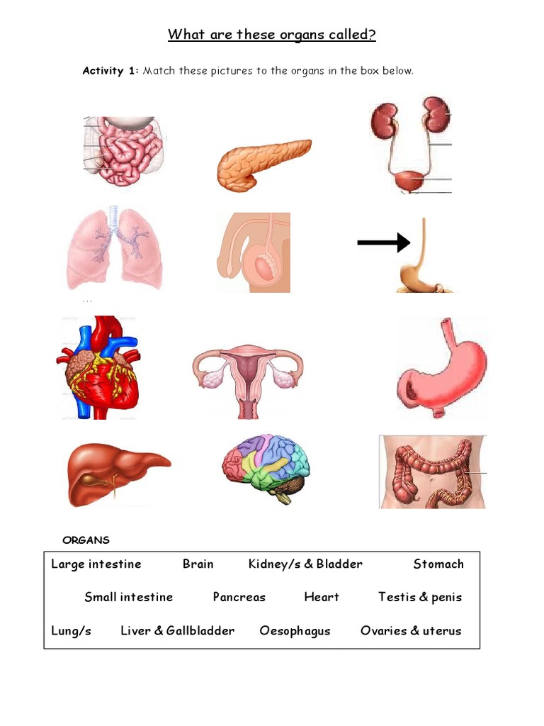 What Are These Organs Called?: Activity 1: Match These Pictures To The ...