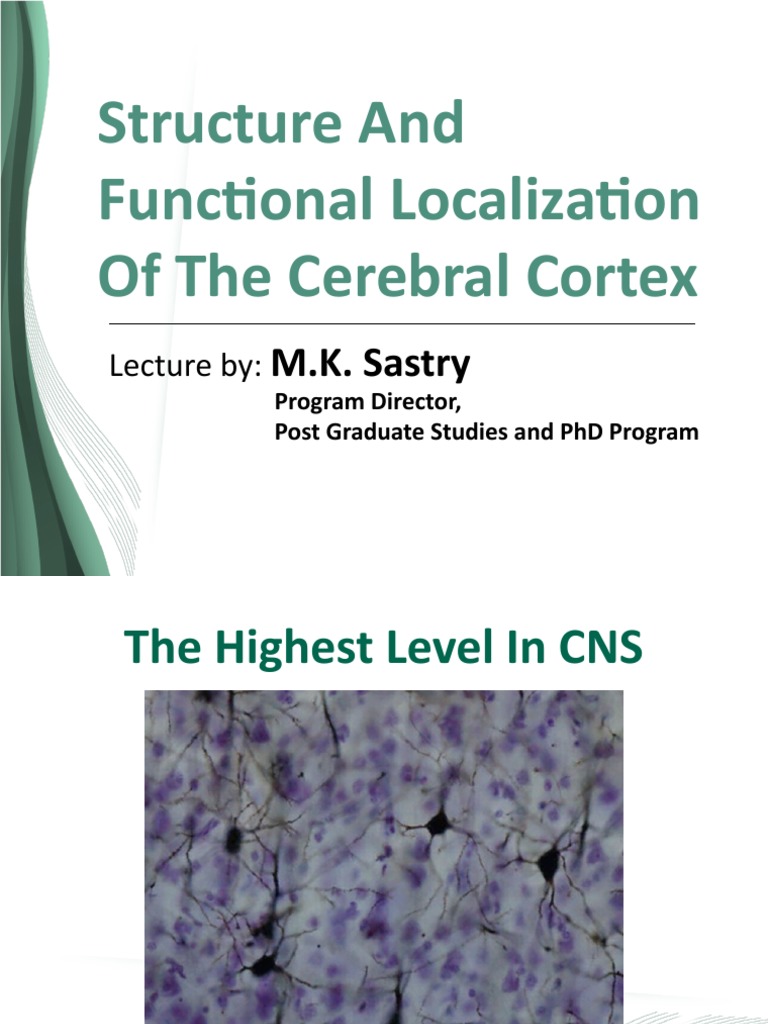 Cerebral Cortex Structure and Functions | PDF | Cerebral Cortex ...