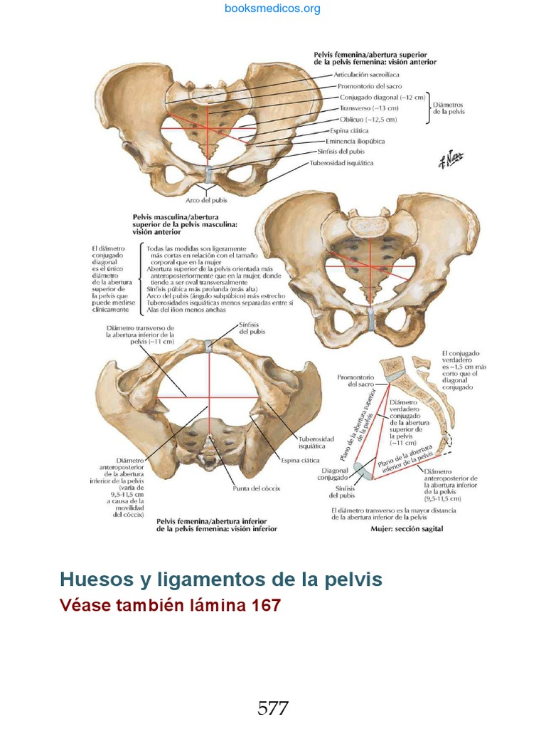 Anatomía de la Pelvis: Huesos y Ligamentos | PDF